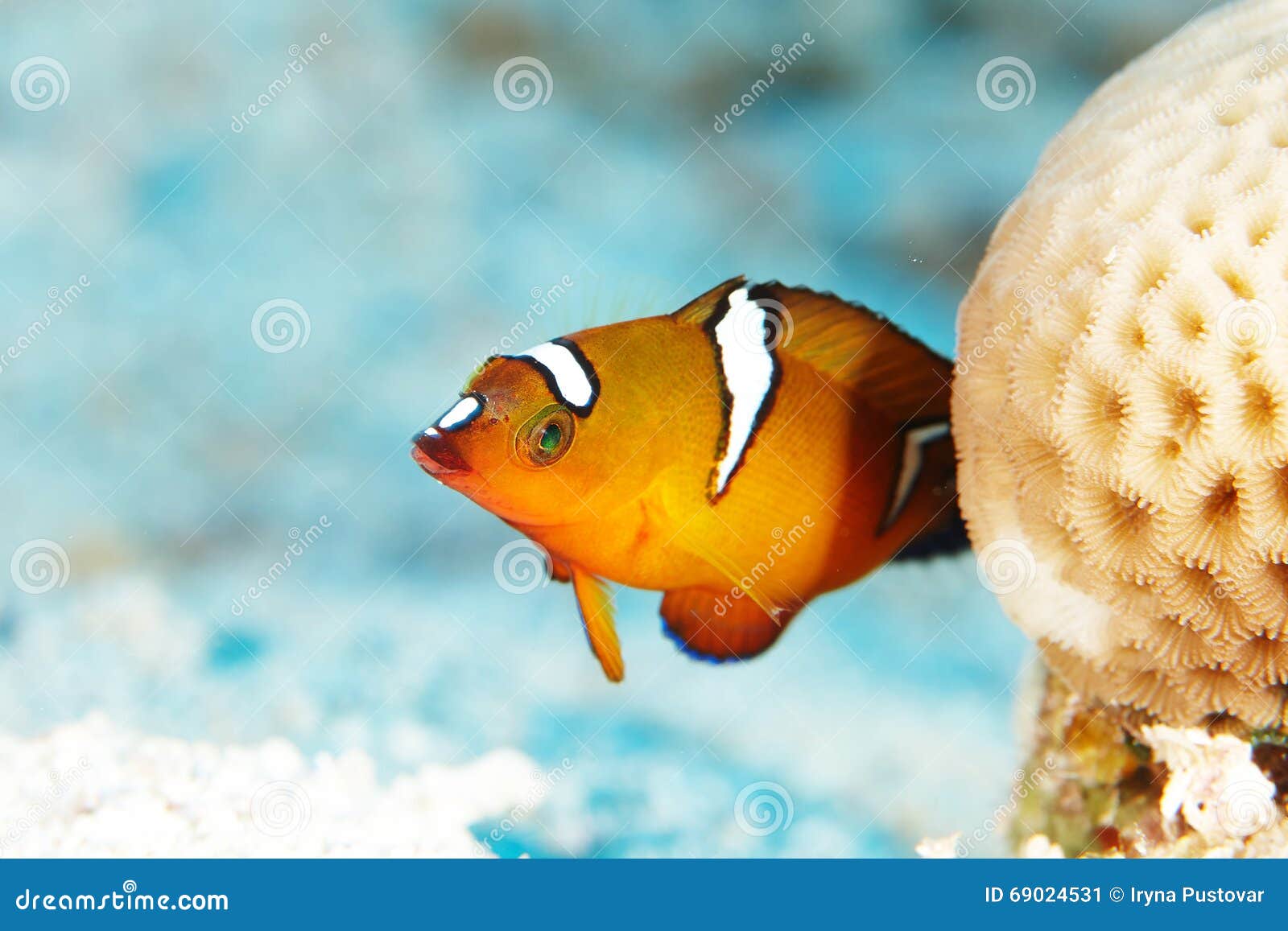 Red reef fish stock image. Image of caribbean, cephalopod - 69024531