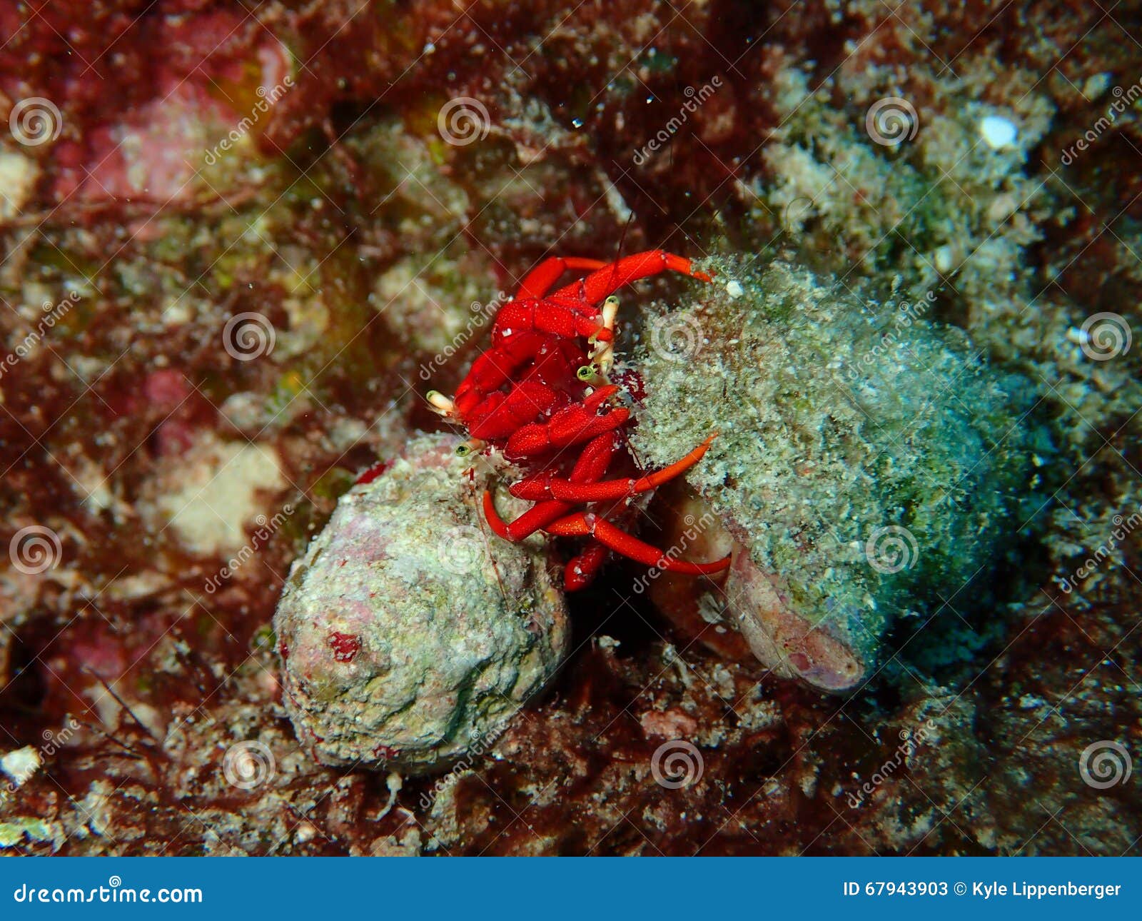 Red Reef Hermit Crab On A Tube Sponge Royalty-Free Stock Photo ...
