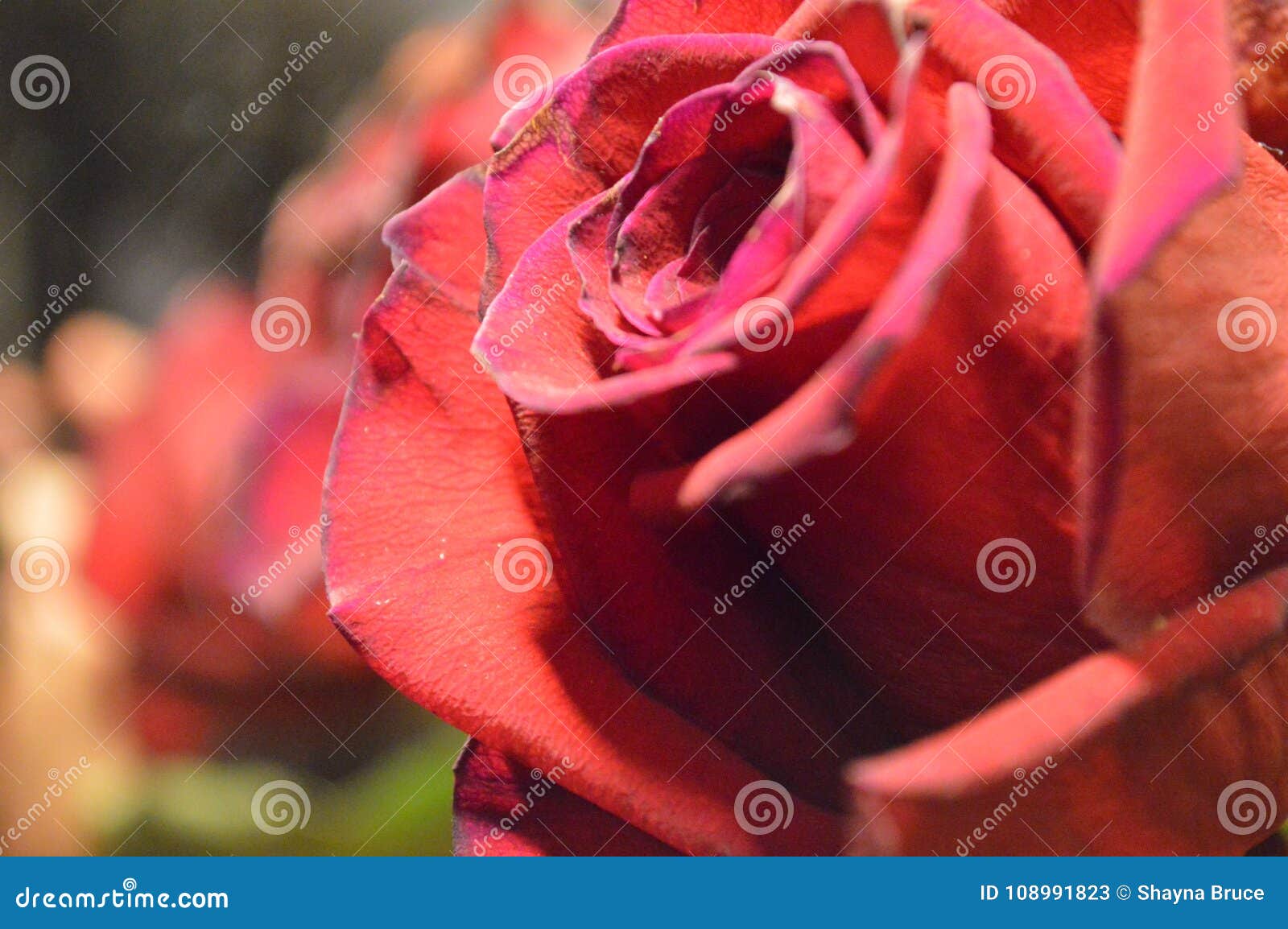 Red Reflections stock image. Image of vintage, love - 108991823