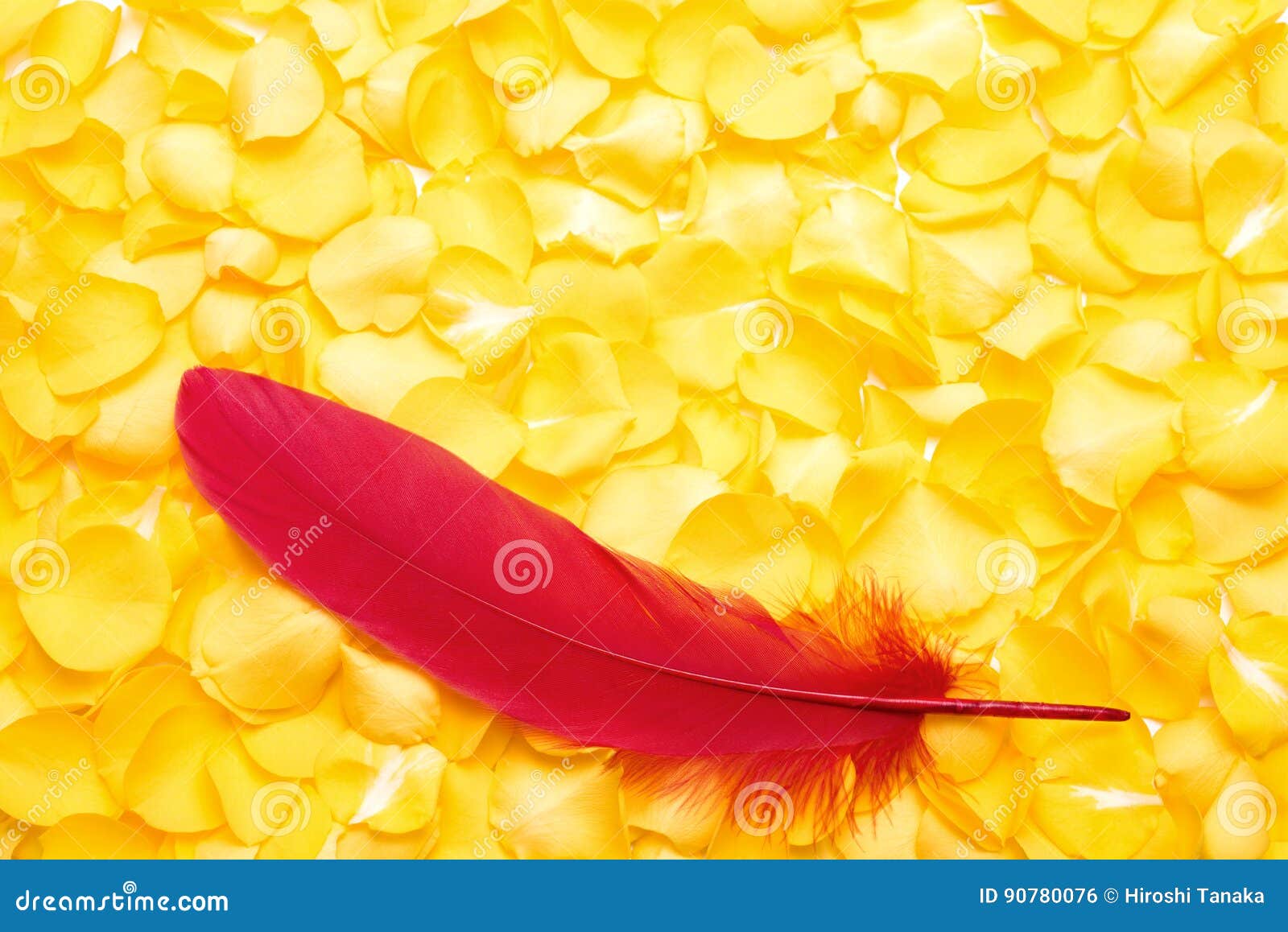 Red remiges feather stock photo. Image of feather, decoration - 90780076