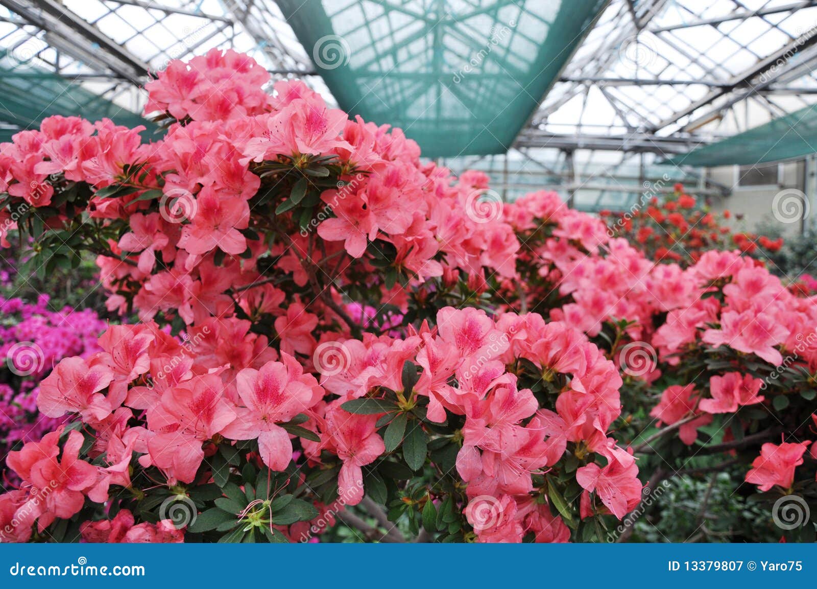 Red Rhododendron stock image. Image of bush, landscape - 13379807