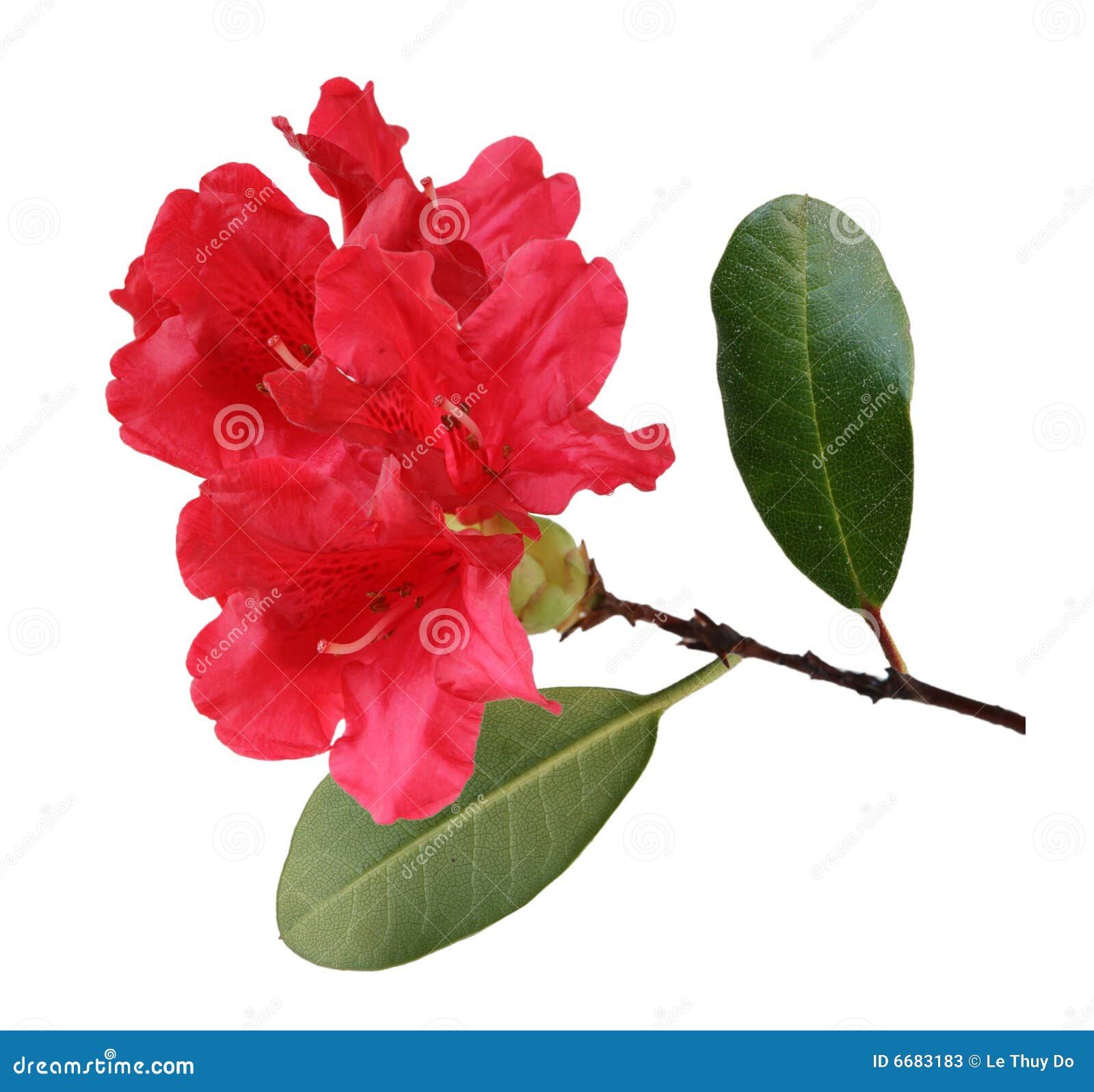 Red rhododendron stock image. Image of white, details - 6683183