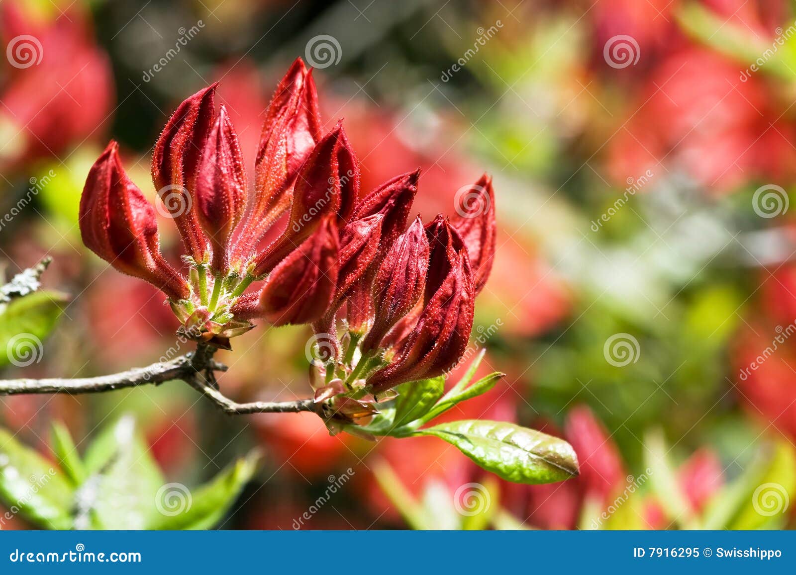 Red rhododendron stock image. Image of grow, gardening - 7916295