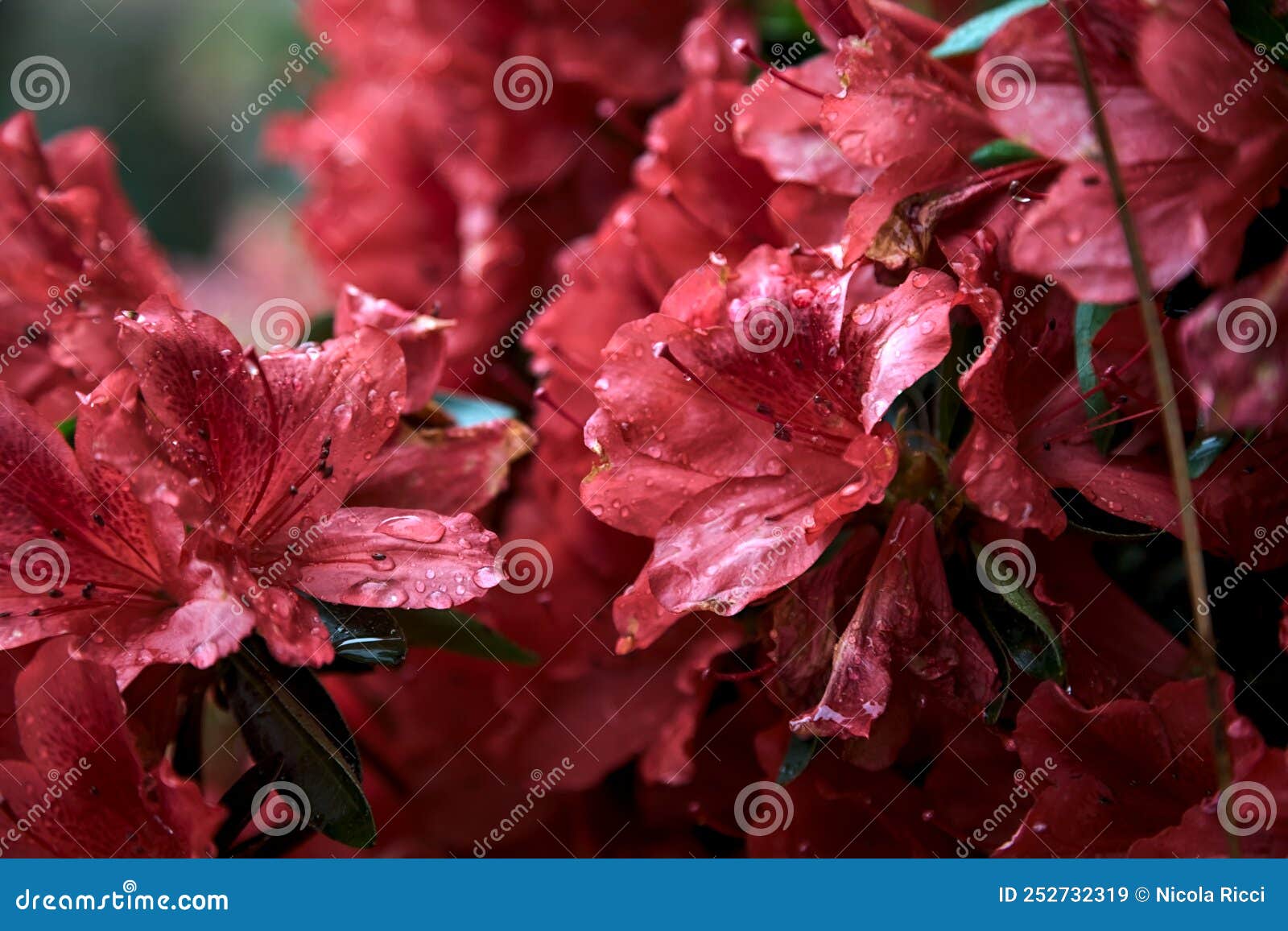 Red Rhododendron in Bloom Seen Up Close Stock Image - Image of birthday ...