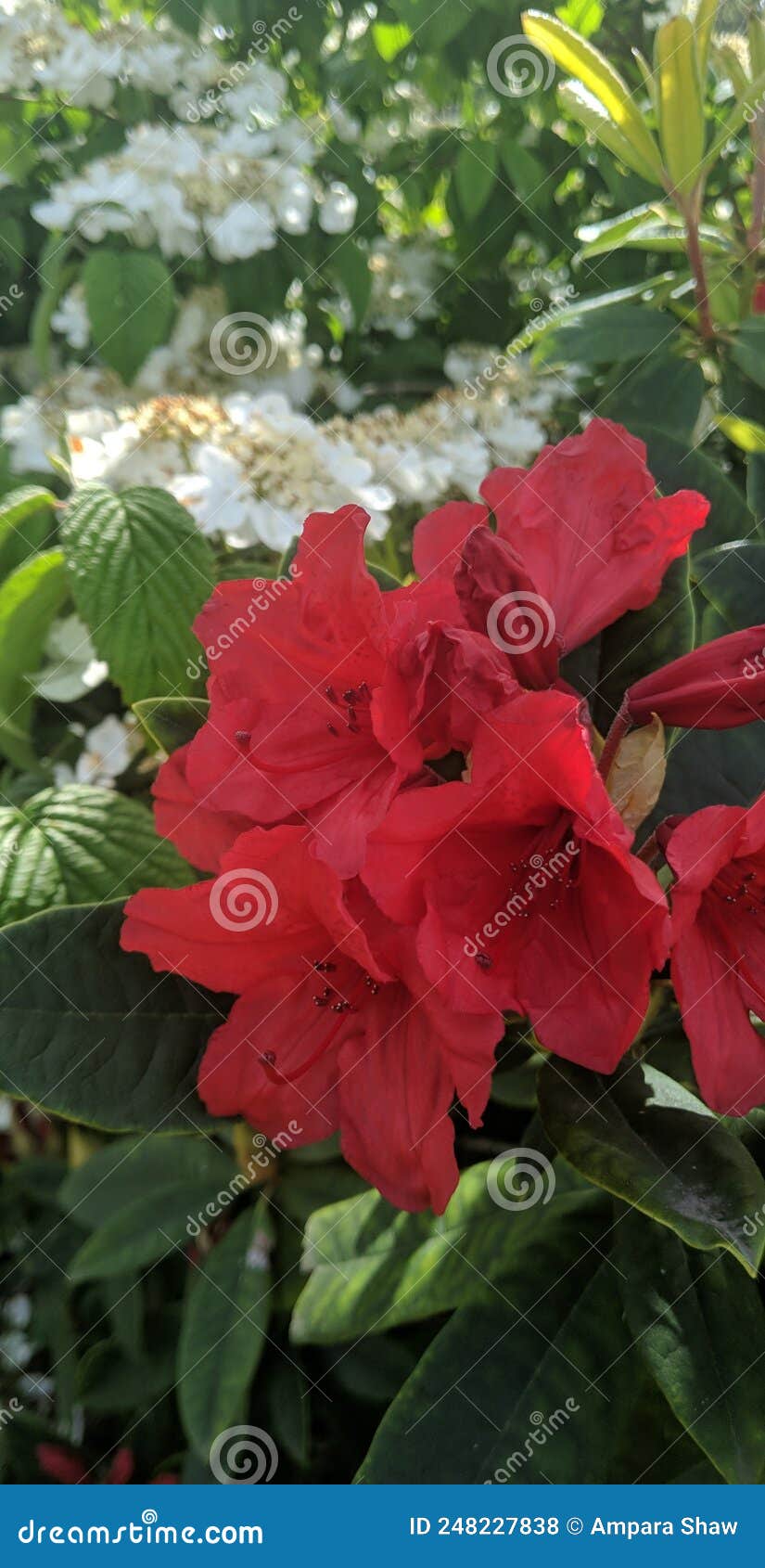 Red Rhododendron in bush stock photo. Image of rhododendron - 248227838