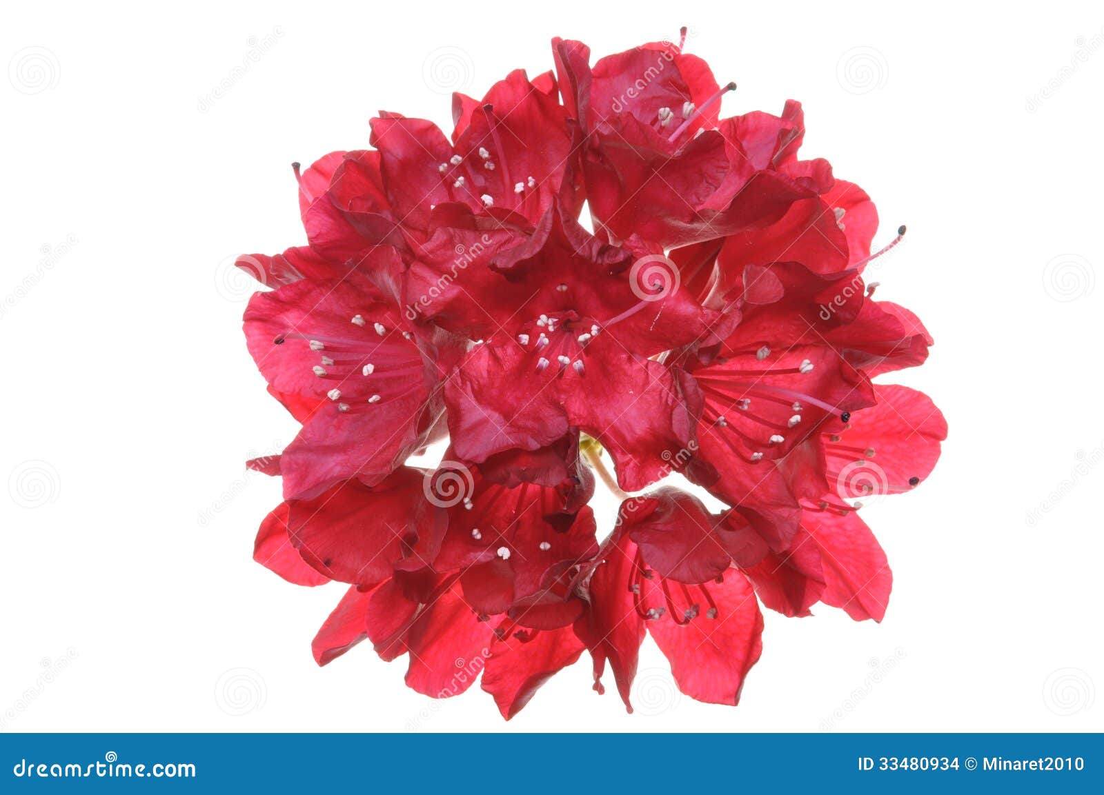 Red rhododendron flower stock photo. Image of freshness - 33480934
