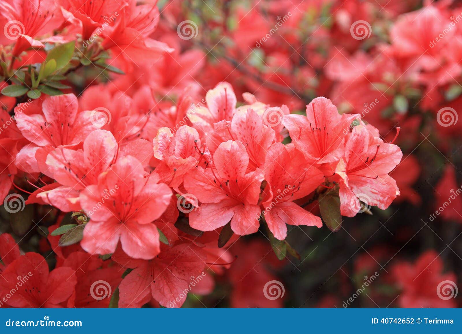 Red rhododendron flowers stock photo. Image of spring - 40742652