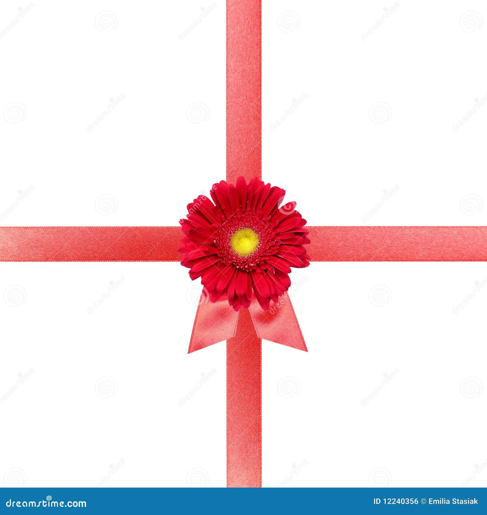 Red Ribbon with Flower on White Card Stock Photo - Image of gerber ...