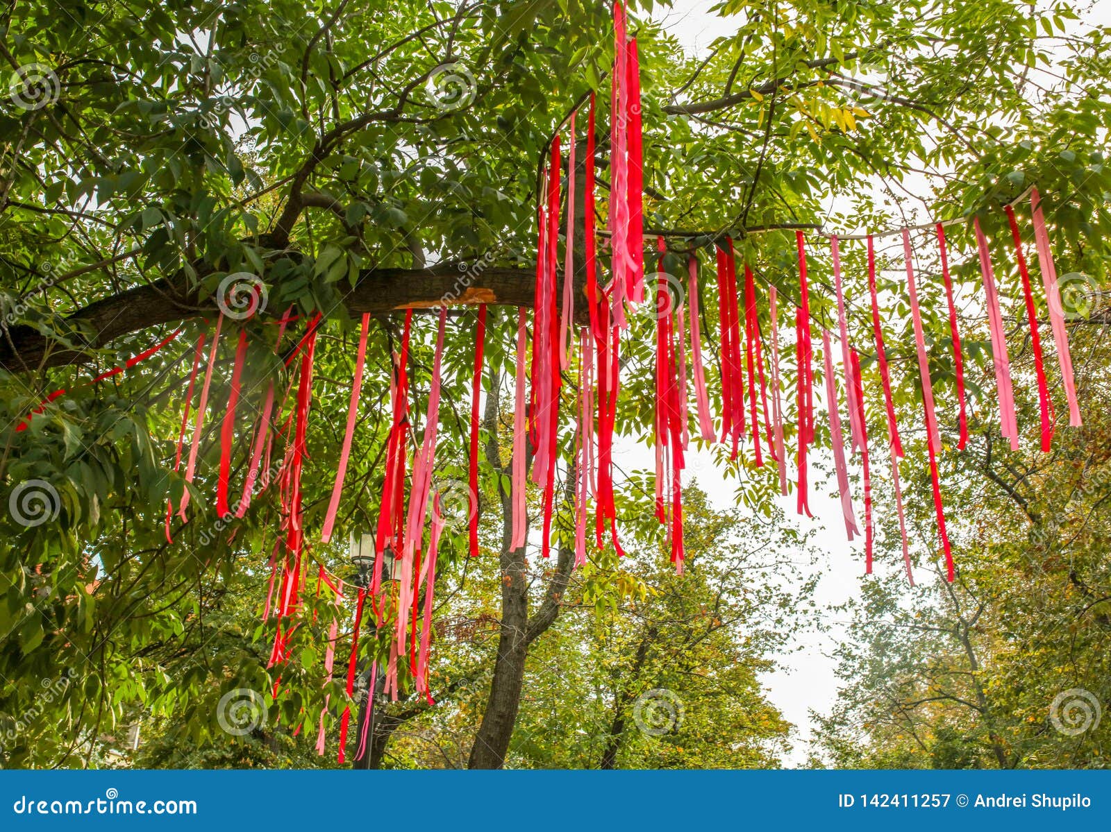 Red Ribbons on the Branches of a Tree Stock Image - Image of color ...