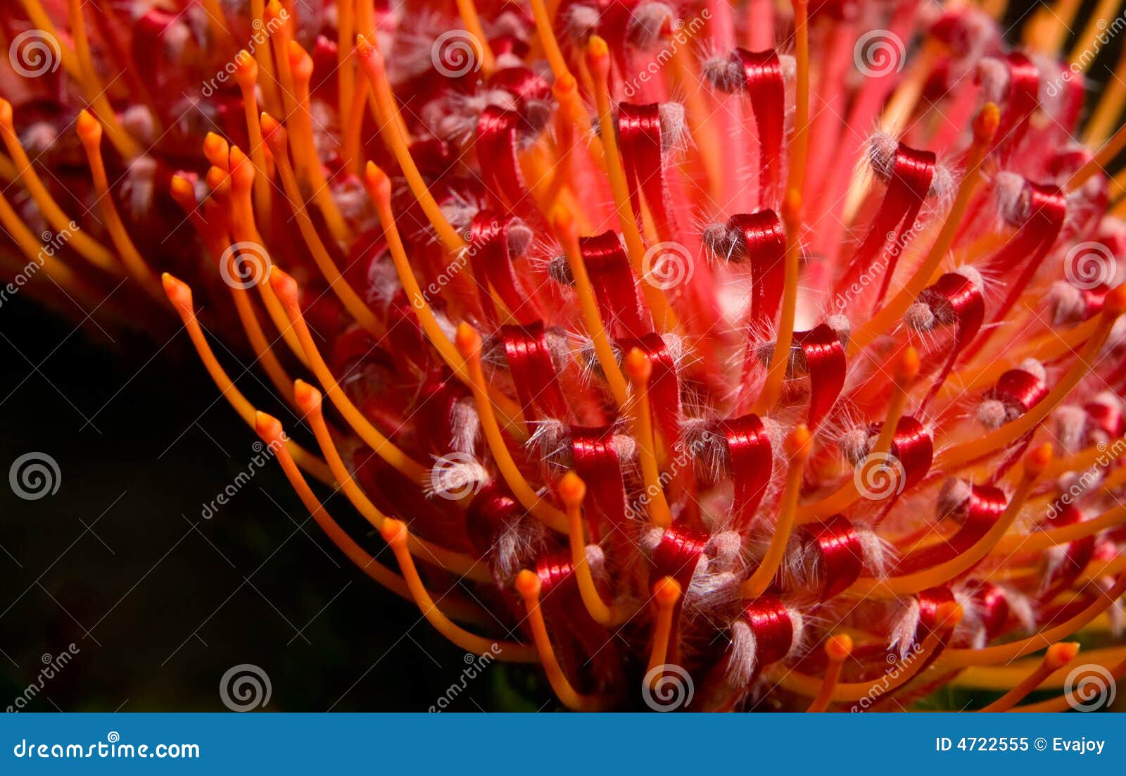 Red Ribbons Flower stock image. Image of macro, bouquet - 4722555
