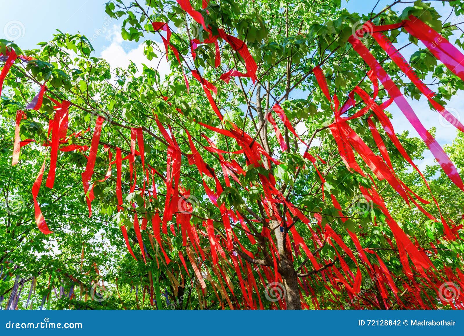 Red ribbons at a tree stock photo. Image of leaves, blowing - 72128842