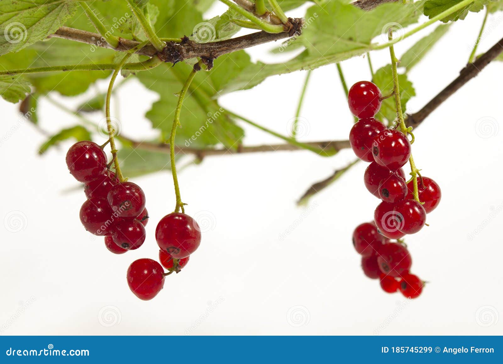 Red Ribe with Its Branch and Leaves in the Wild Stock Image - Image of ...