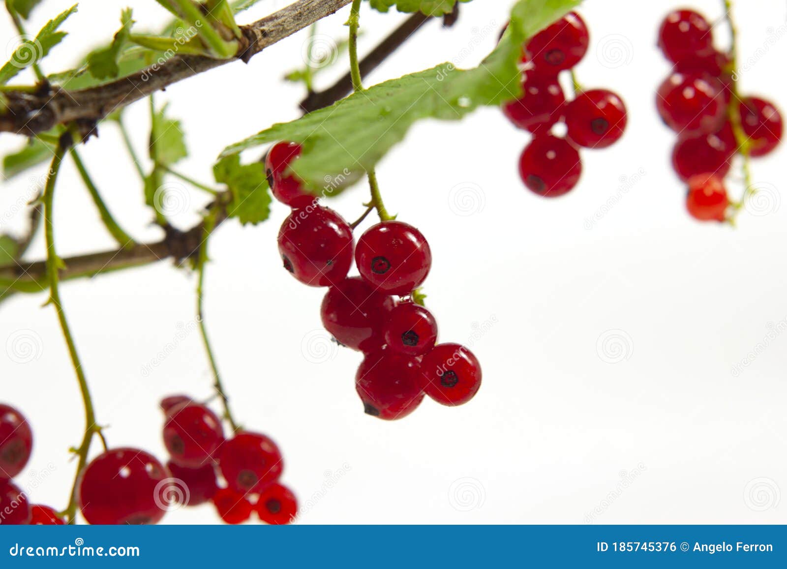 Red Ribe with Its Branch and Leaves in the Wild Stock Photo - Image of ...