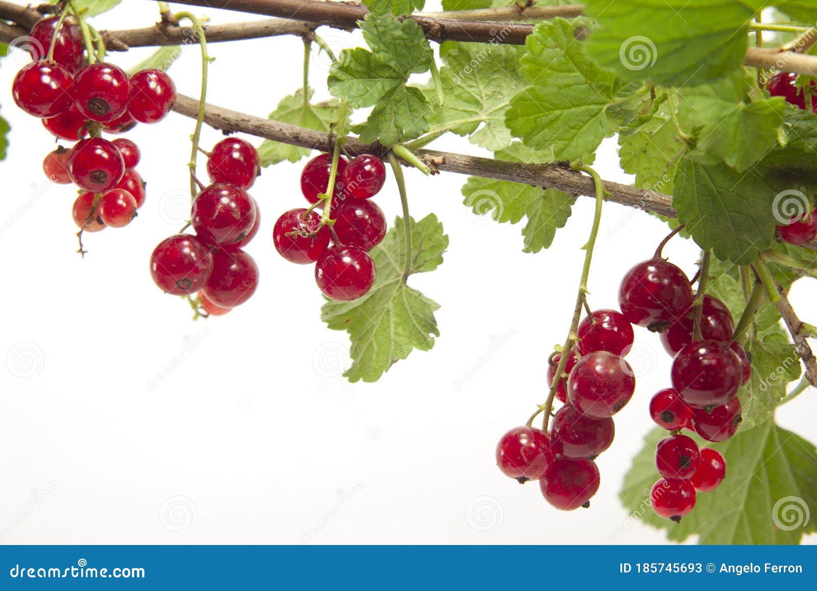 Red Ribe with Its Branch and Leaves in the Wild Stock Image - Image of ...