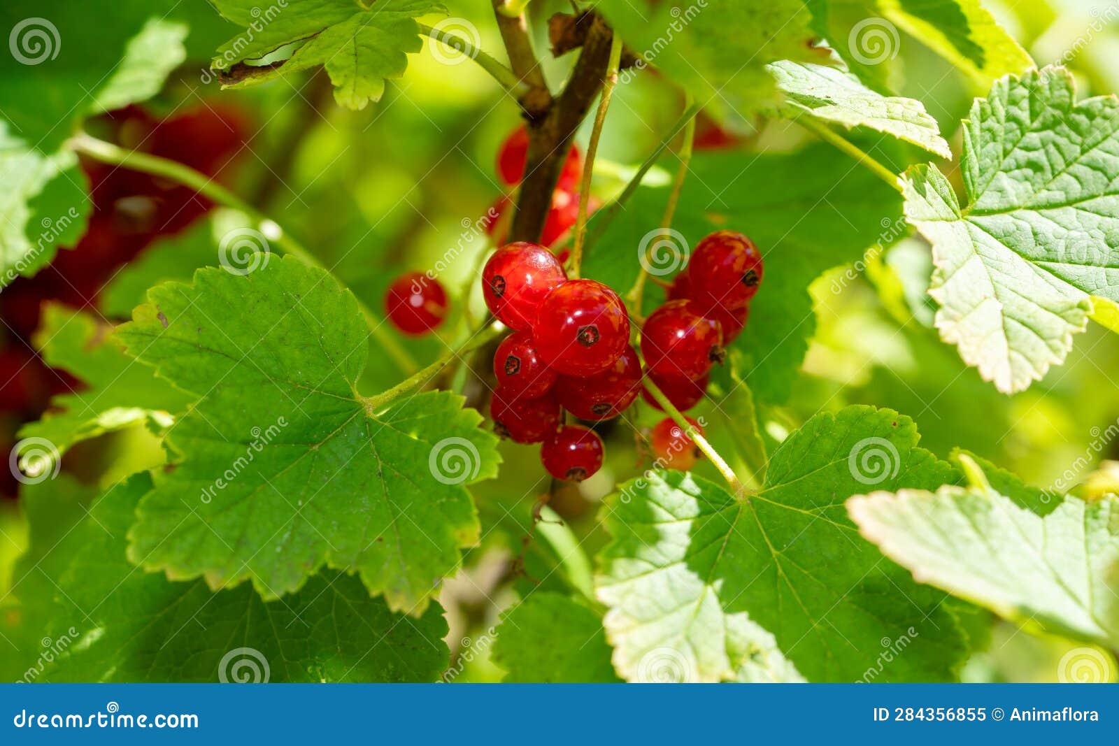 Red Ribes Rubrum on a Branch Stock Image - Image of closeup, isolated ...