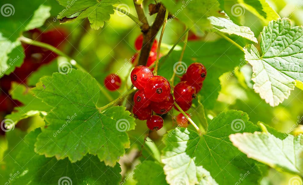 Red Ribes Rubrum on a Branch Stock Image - Image of closeup, isolated ...
