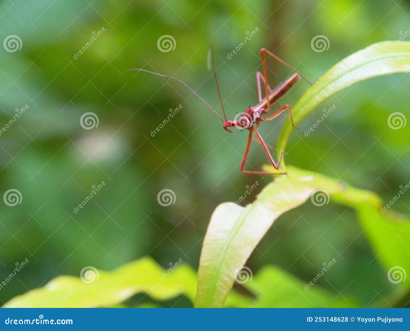 Red Rice Ear Bug Perch on Leaf with Macro Photography Style Stock Photo ...