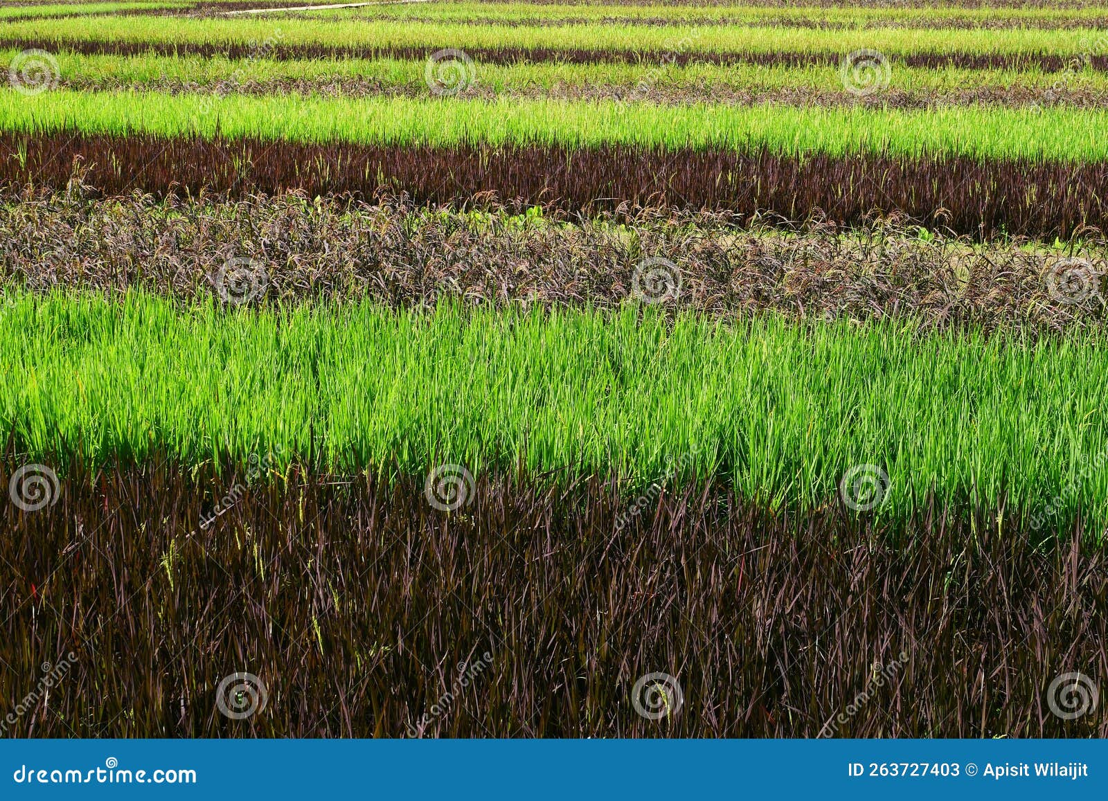Red Rice Plants or Rice Berry Pink Leaves in Rice Paddy Fields. Stock ...