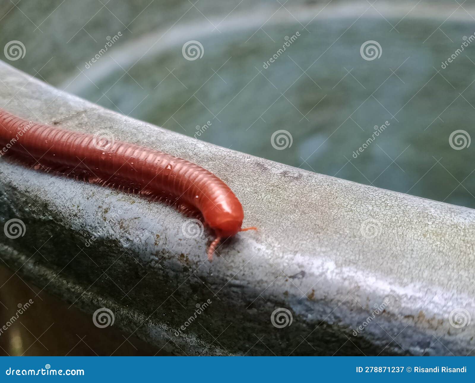 The Red Ring Caterpillar is Very Beautiful Stock Image - Image of ...