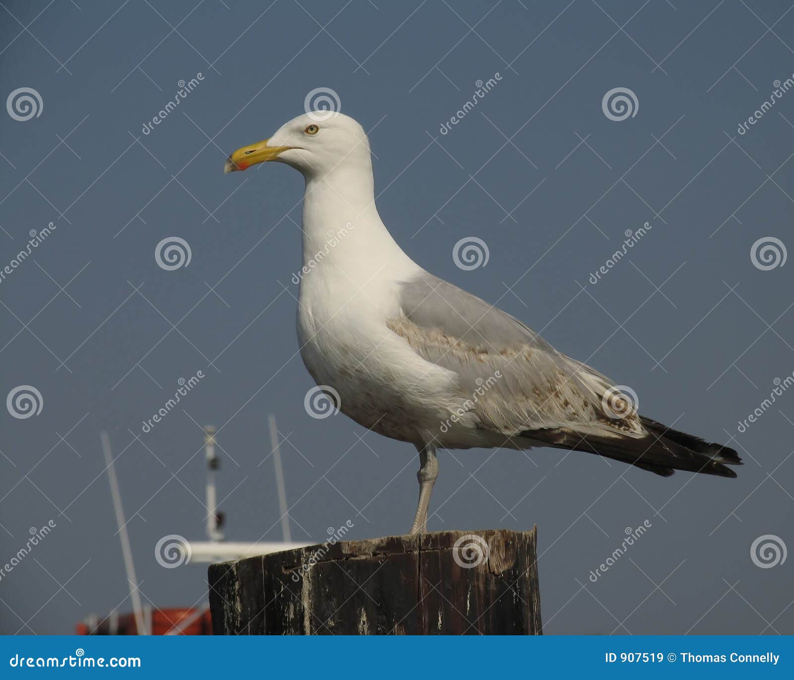 Red Ringed Bill Gull stock image. Image of seagull, ocean - 907519