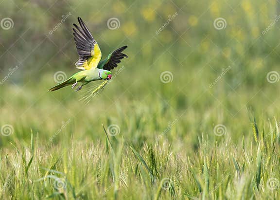 A Red Ringed Parakeet Flying Stock Image - Image of cute, wildlife ...