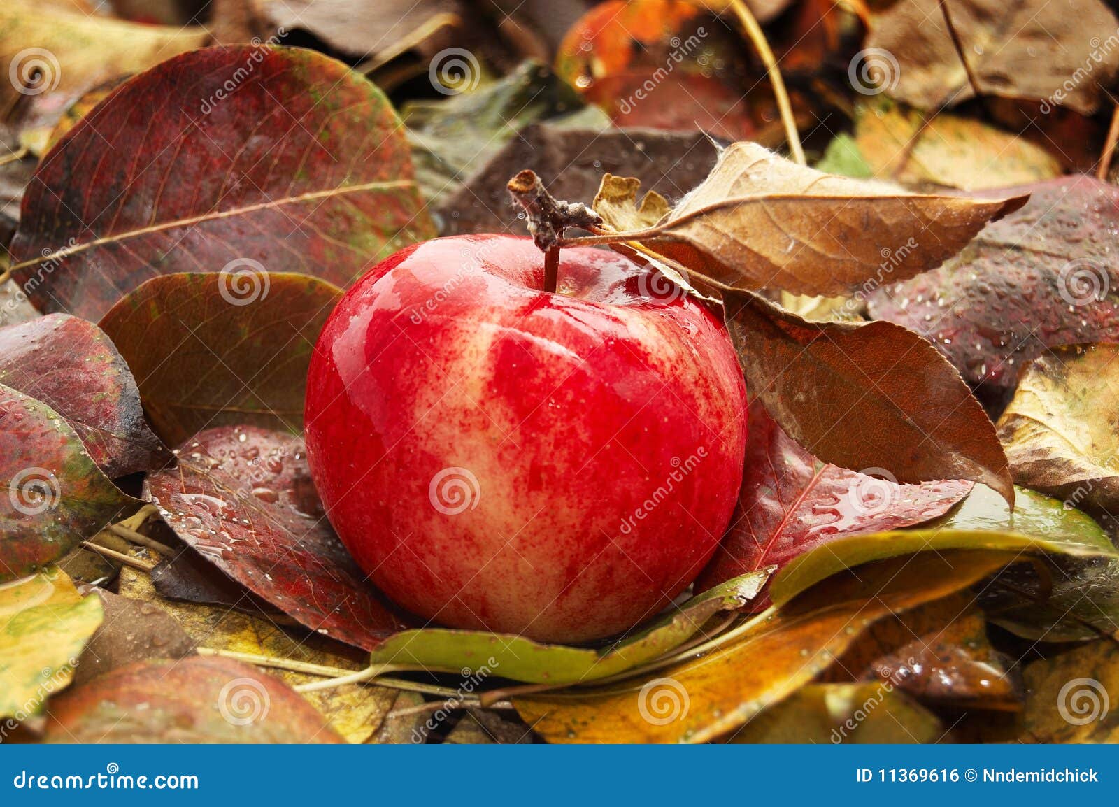 Red ripe apple stock photo. Image of color, apple, growth - 11369616