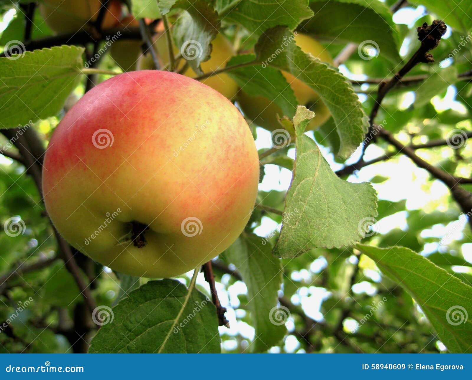 Red ripe Apple stock image. Image of background, nature - 58940609