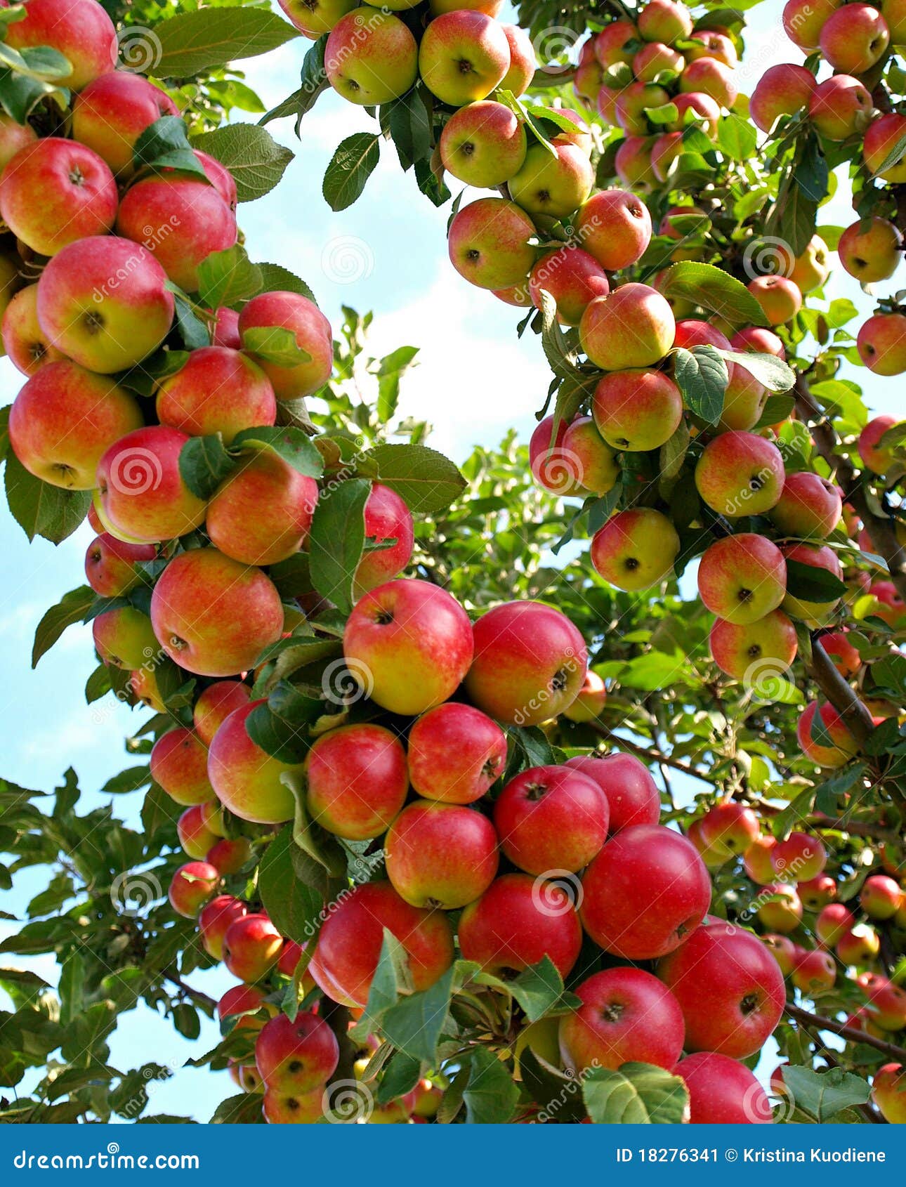 Red ripe apples stock image. Image of growth, grow, gardening - 18276341