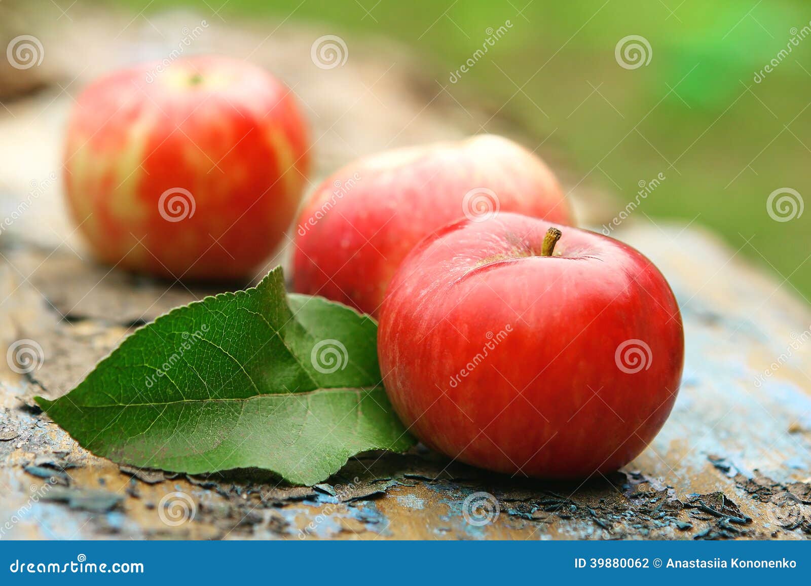 Red Ripe Apples in the Garden Stock Photo - Image of fruits, fall: 39880062