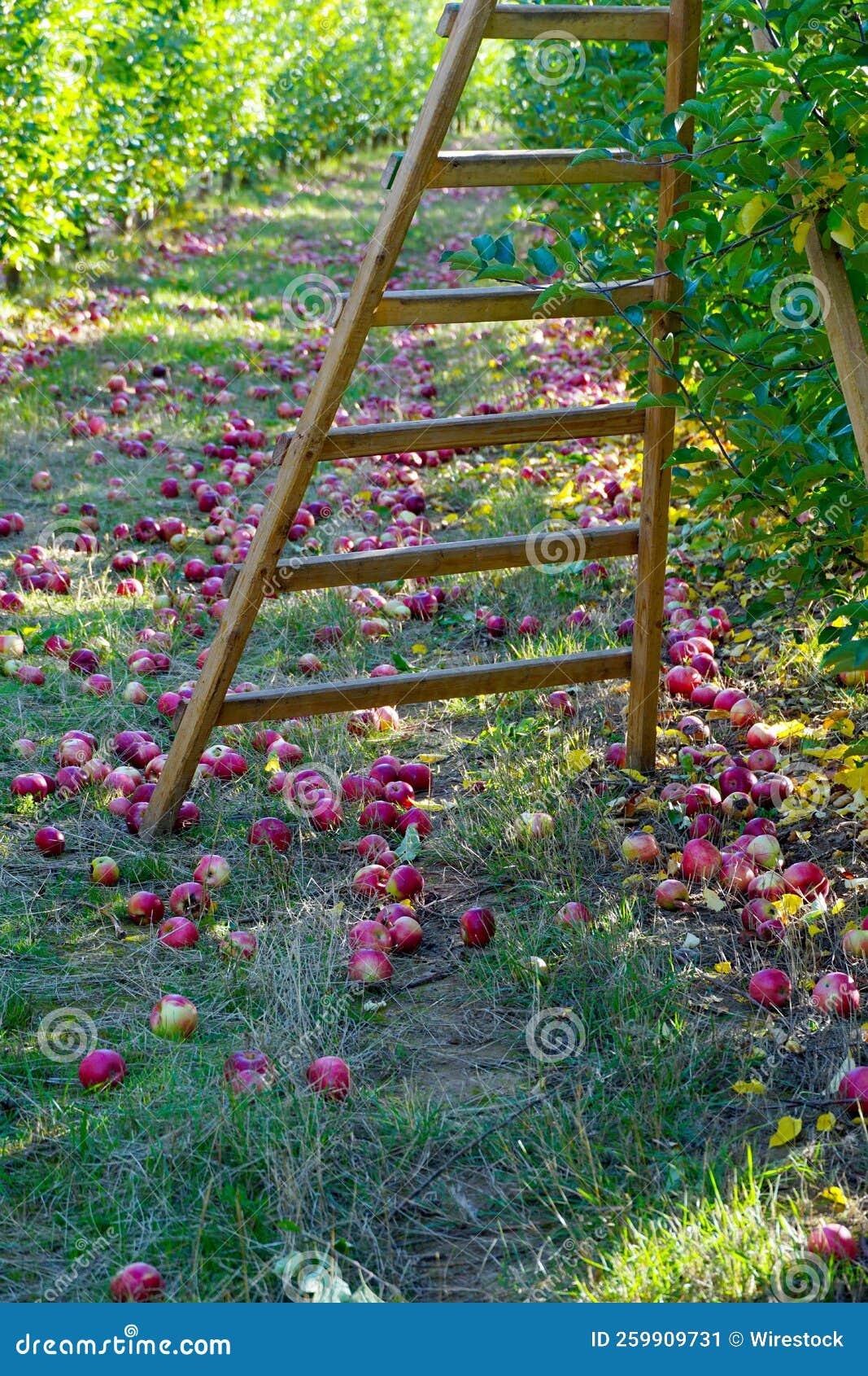 Red Ripe Apples Have Fallen on the Ground Stock Image - Image of fall ...