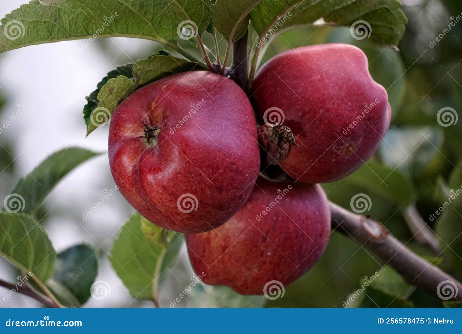 Red Ripe Apples in an Orchard Ready for Harvesting Stock Image - Image ...