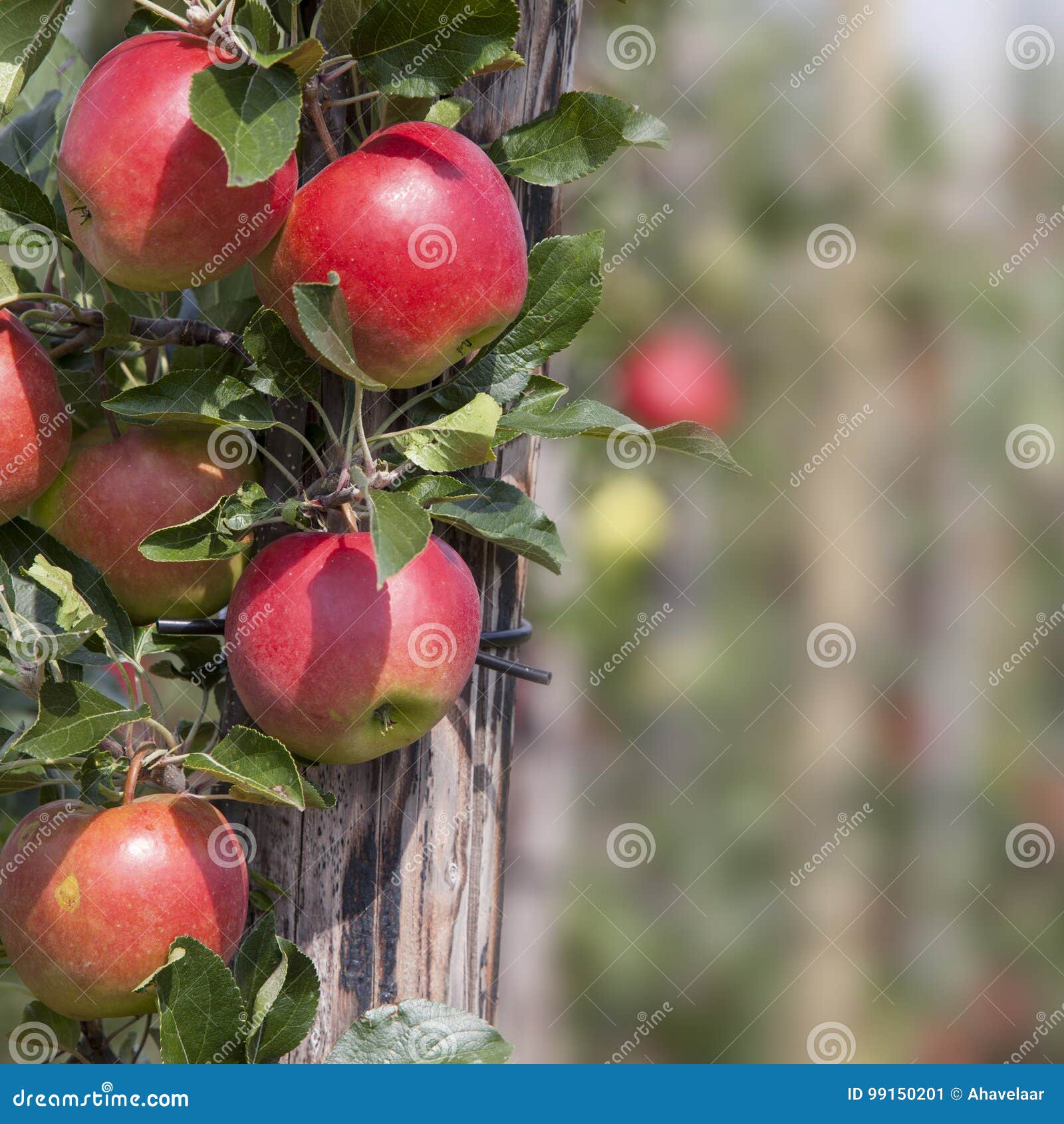 Red Ripe Apples on Tree in Dutch Orchard in Holland Stock Image - Image ...