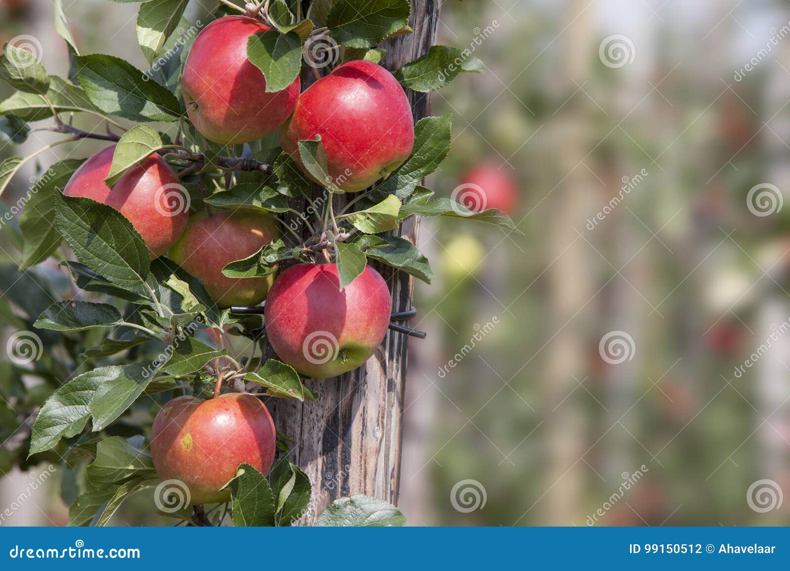 Red Ripe Apples on Tree in Dutch Orchard in Holland Stock Photo - Image ...