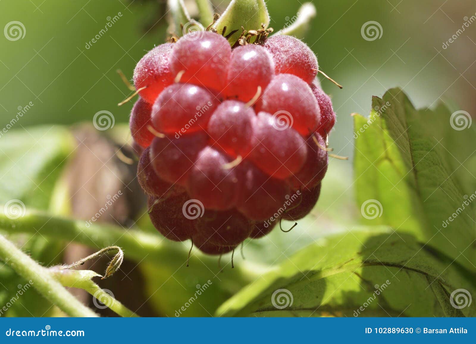 The Red Ripe Berries of Raspberry in Summer Forest. Stock Photo - Image ...