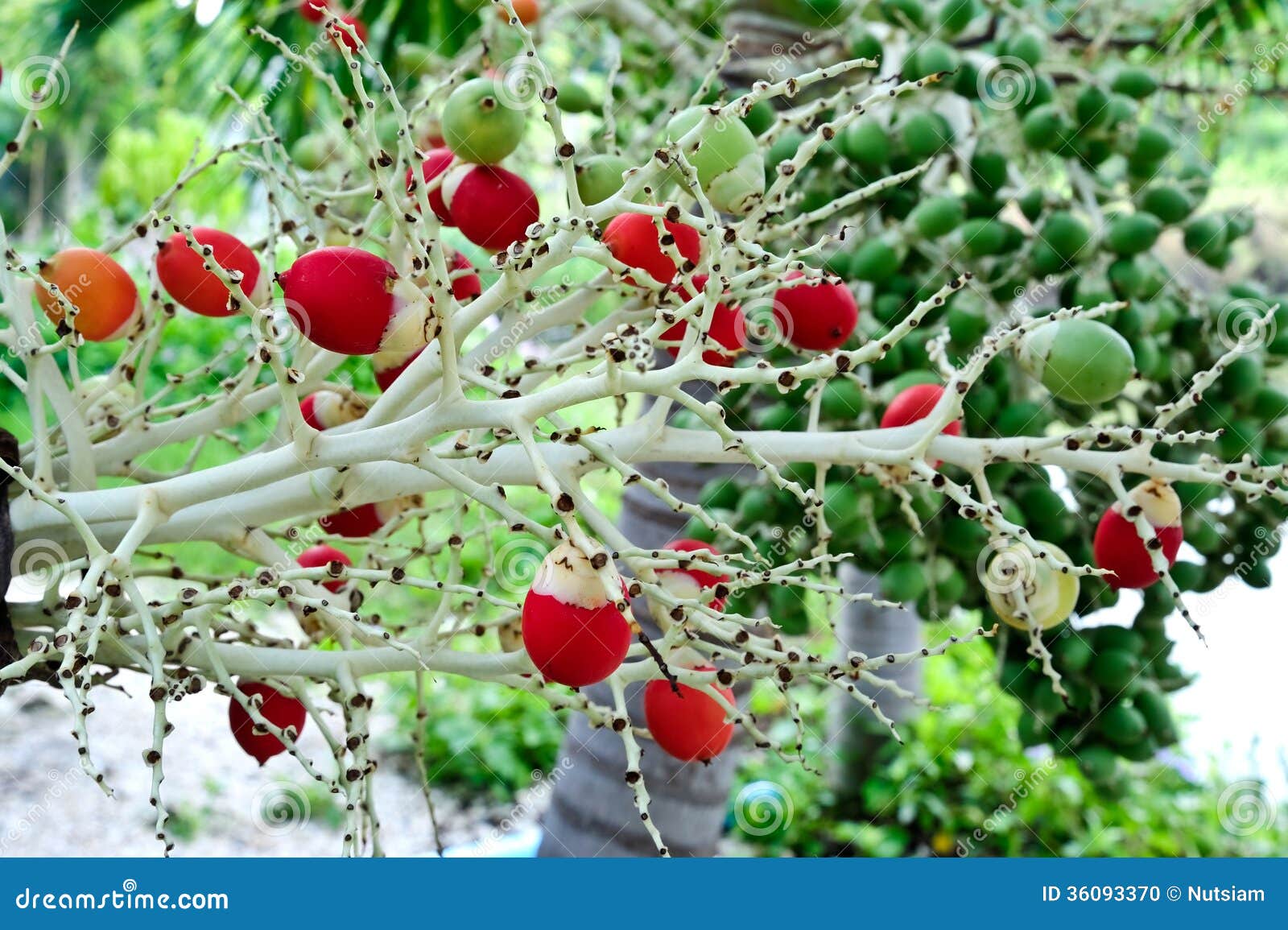 Red Ripe Betel Nut Palm Fruit Stock Photo - Image of season, seed: 36093370