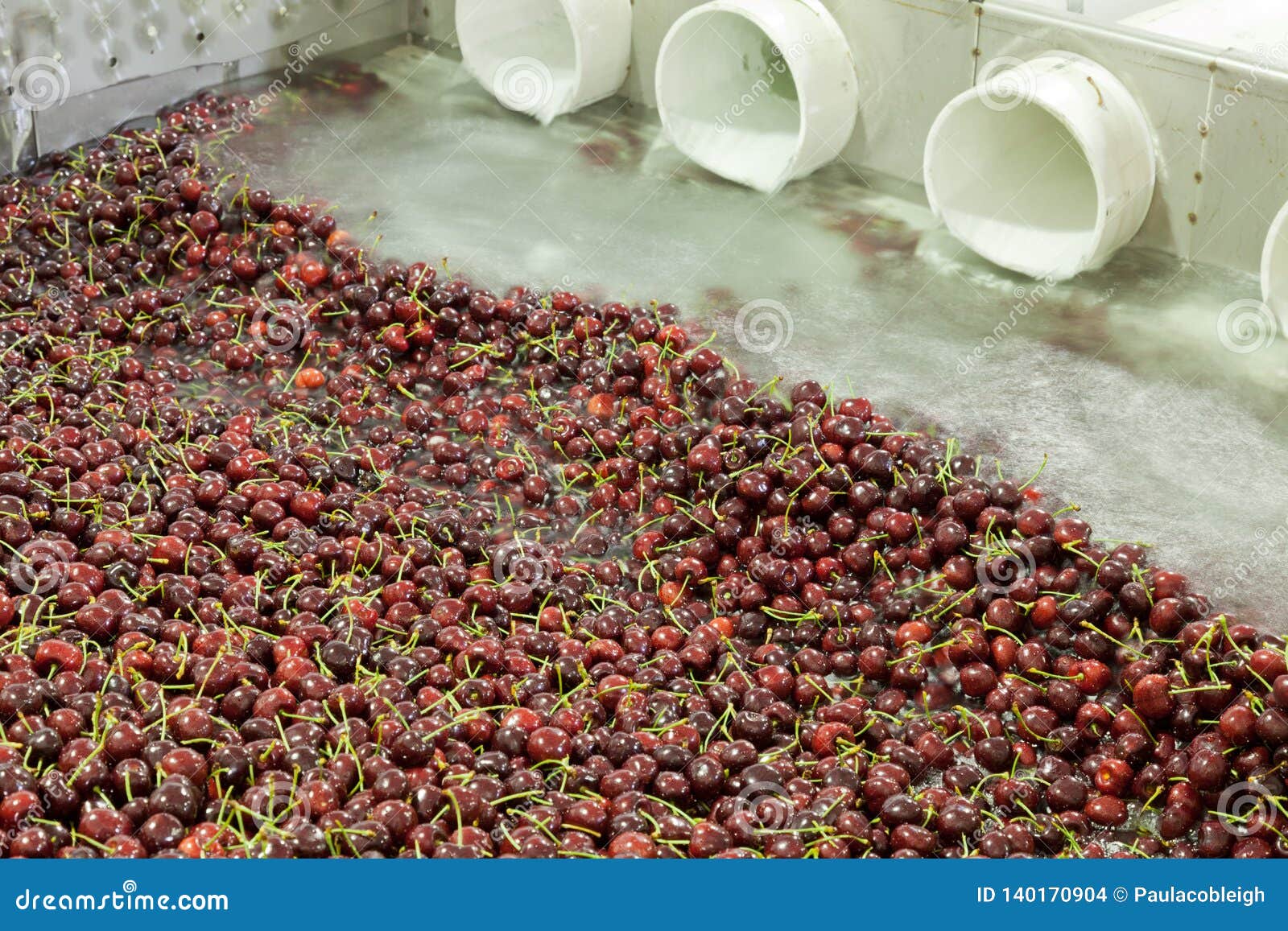 Red Ripe Cherries Being Washing in a Fruit Packing Warehouse Stock ...