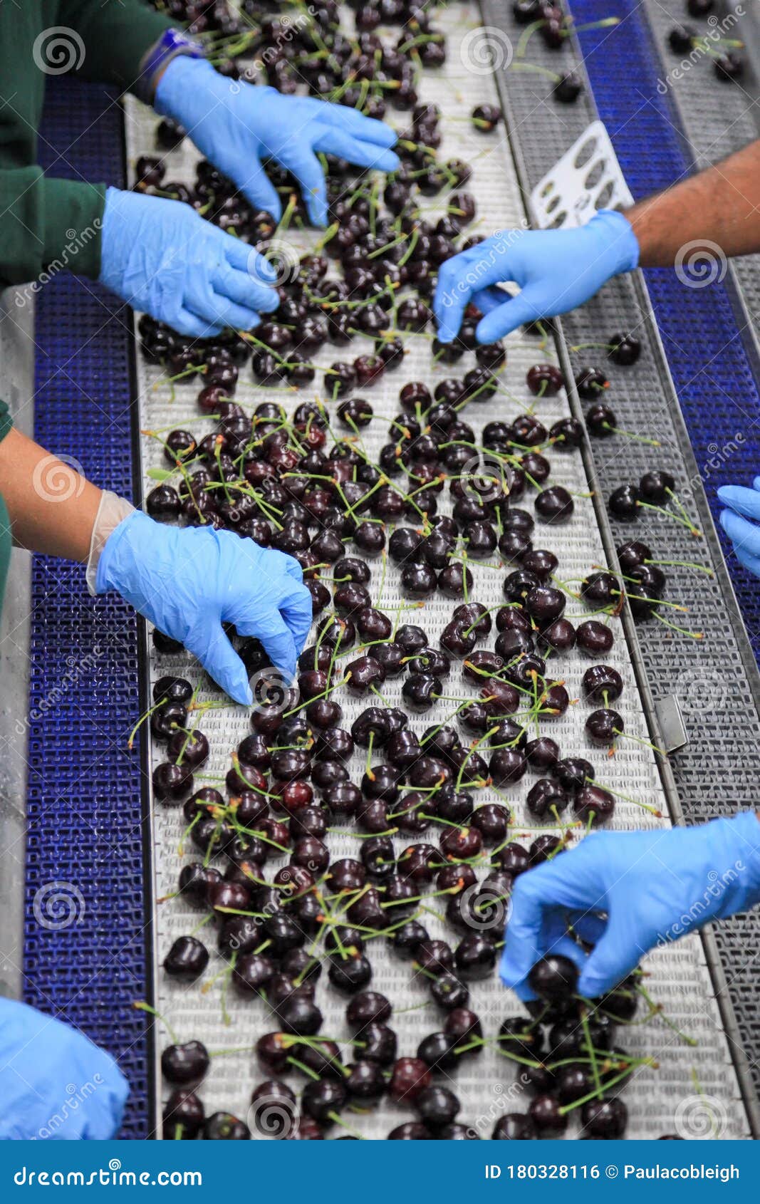 Red Ripe Cherries in a Fruit Packing Warehouse Stock Photo - Image of ...