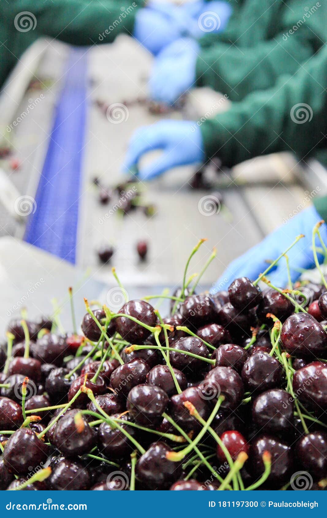 Red Ripe Cherries in a Fruit Packing Warehouse Stock Photo - Image of ...
