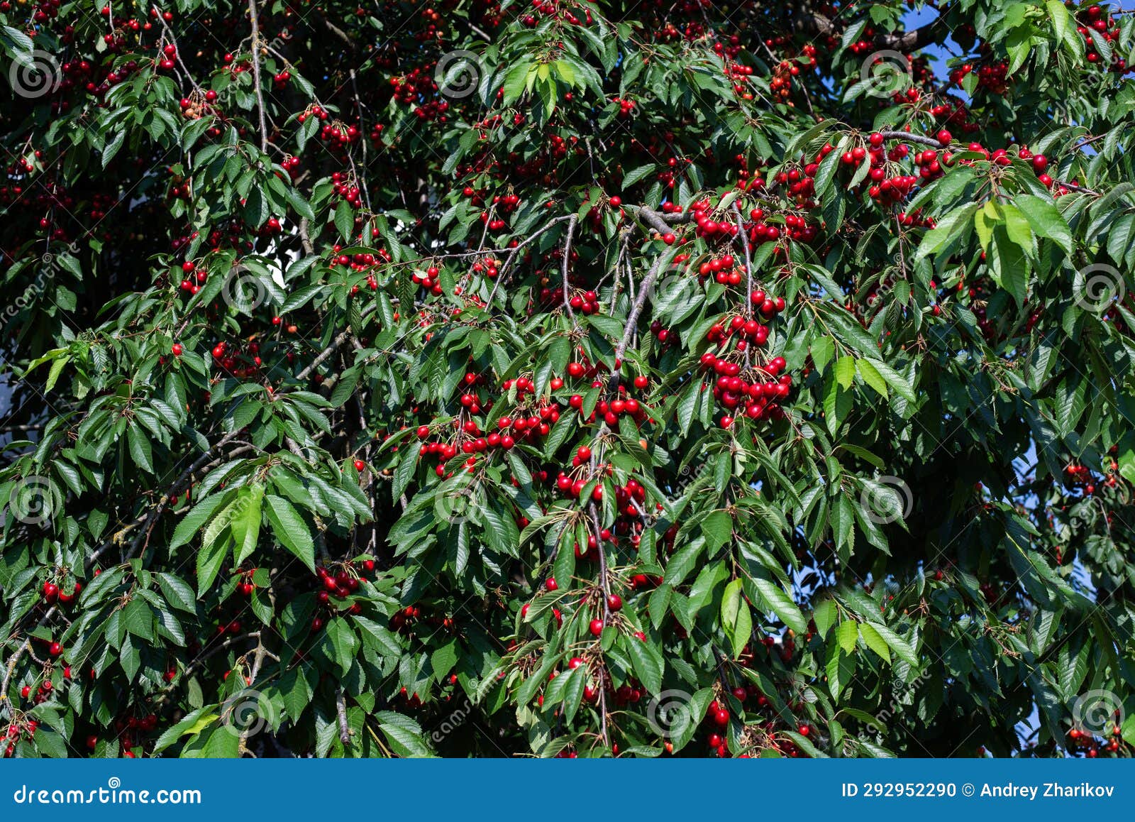 Red Ripe Cherries on a Tree. Cherry Garden. Tree Stock Photo - Image of ...