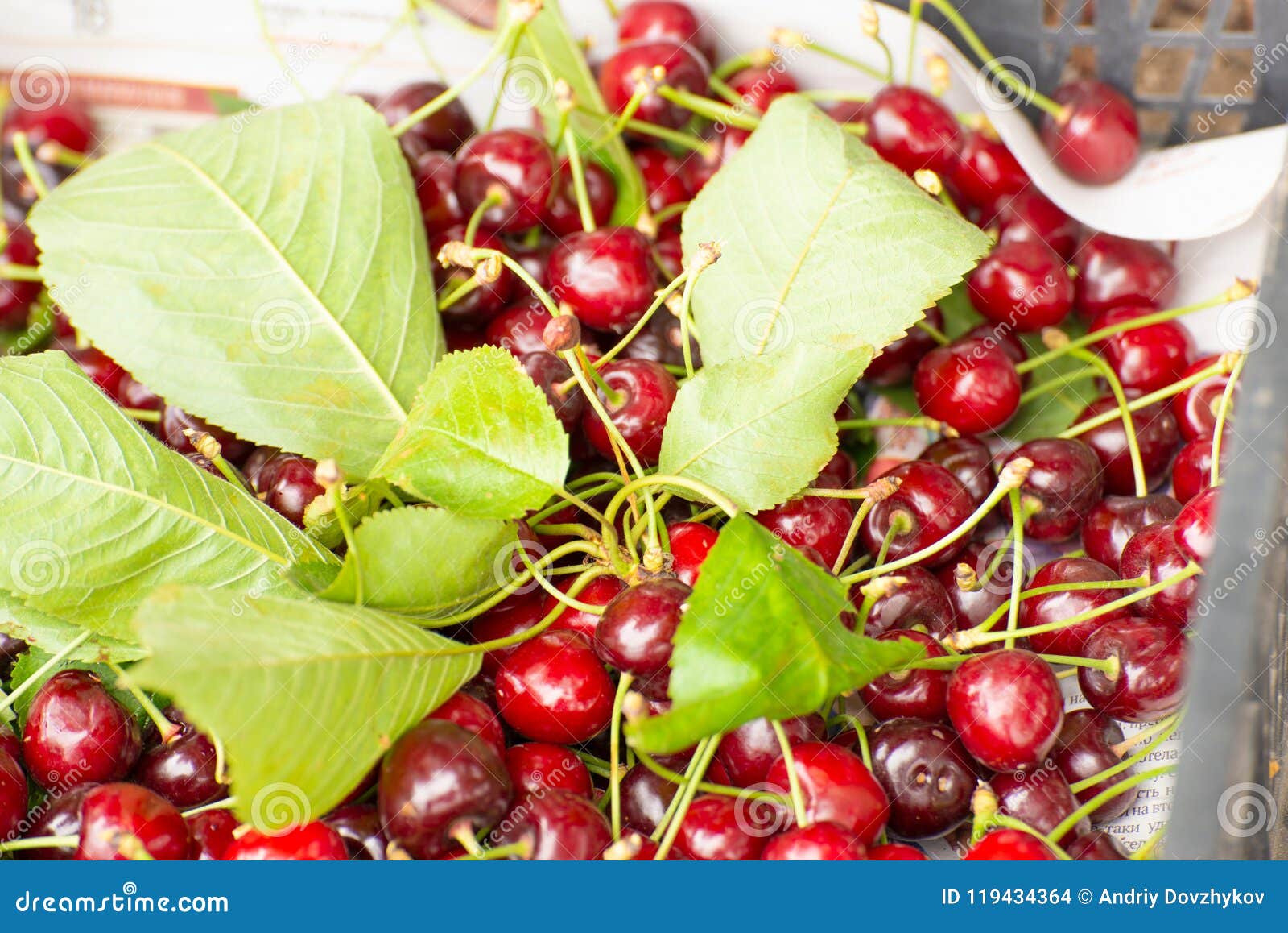 The Red, Ripe Cherry in the Box is Ready for Use. Stock Photo - Image ...