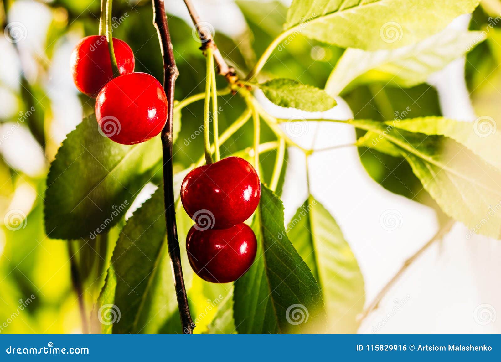 Red Ripe Cherry in the Nature Stock Photo - Image of plant, cherry ...