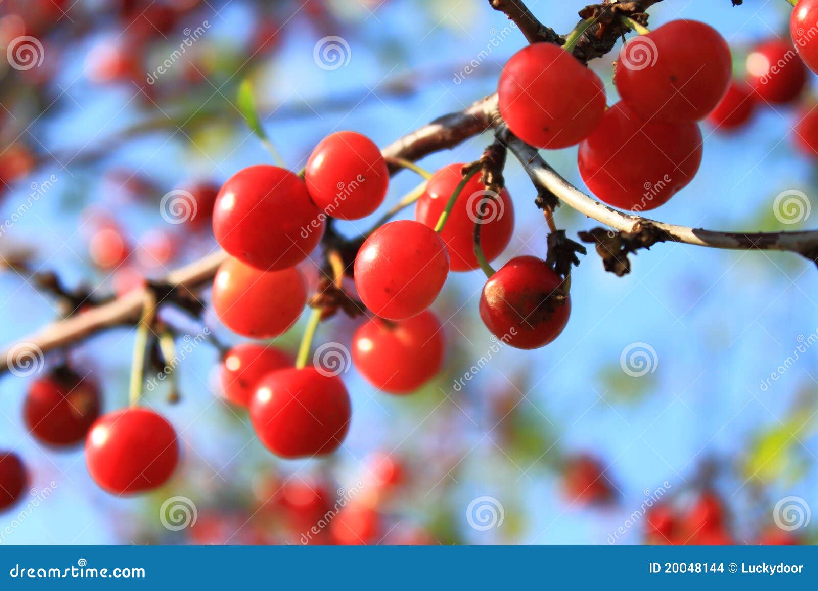 Cherry Tree stock photo. Image of natural, object, seasonal - 20048144