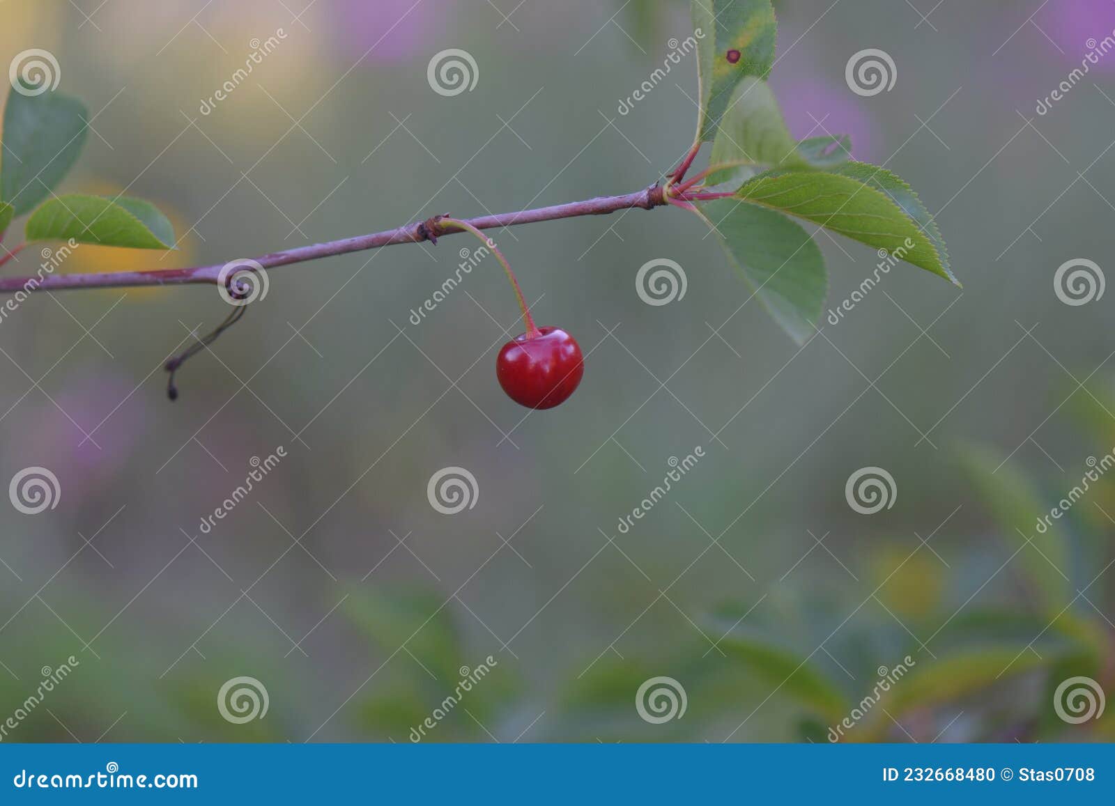 Red Ripe Cherry on the Tree Stock Photo - Image of field, bricknow ...