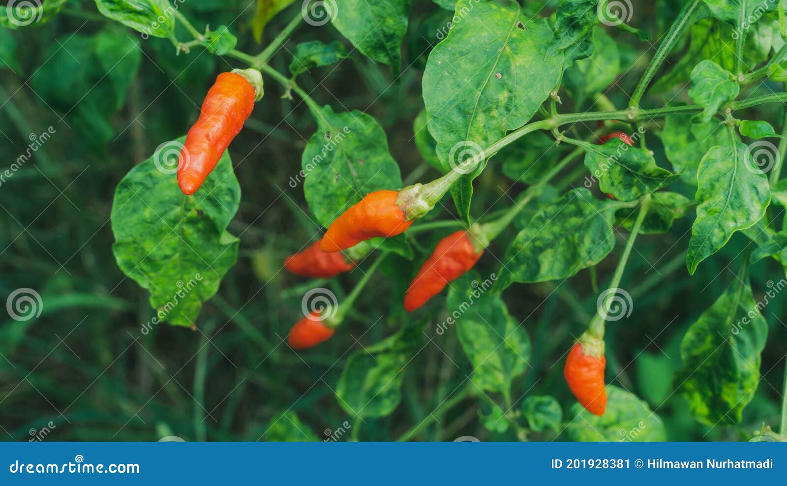 Red Ripe Chili Pepper Fruit Stock Image - Image of chili, cultivation ...