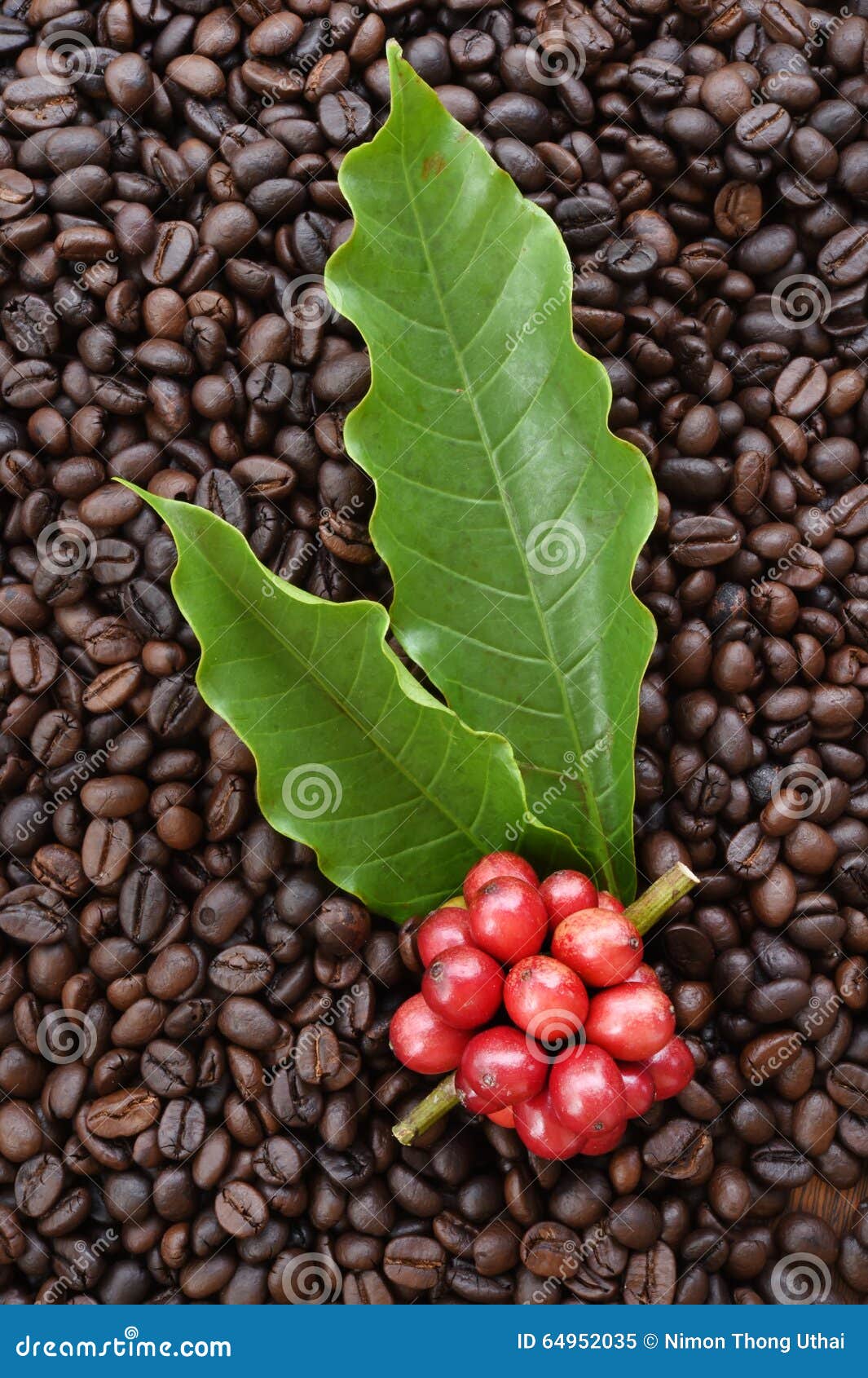 Red Ripe Coffee on Coffee Beans Stock Image - Image of background ...