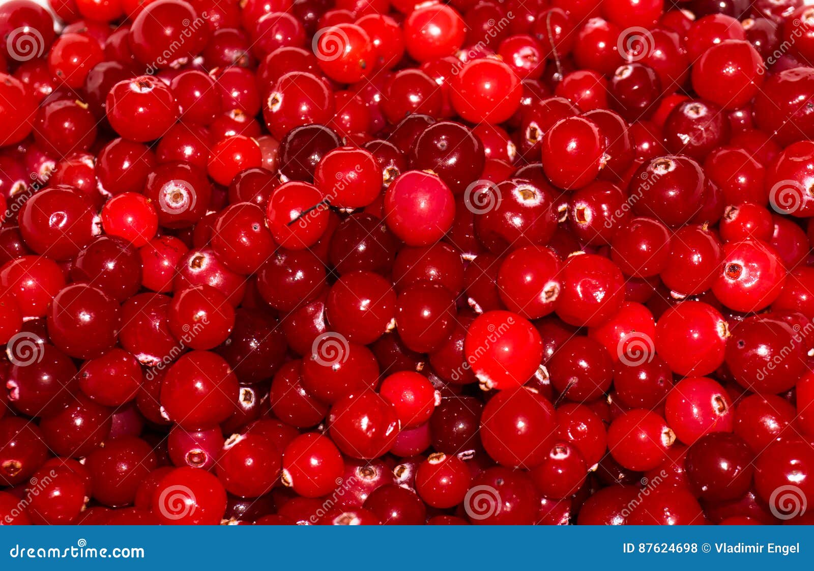 Red Ripe Cranberries.view Background Wallpaper Food Stock Photo - Image ...