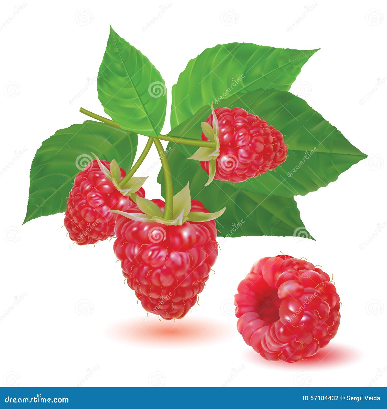 Red Ripe Fresh Raspberries on a Branch Stock Vector - Illustration of ...