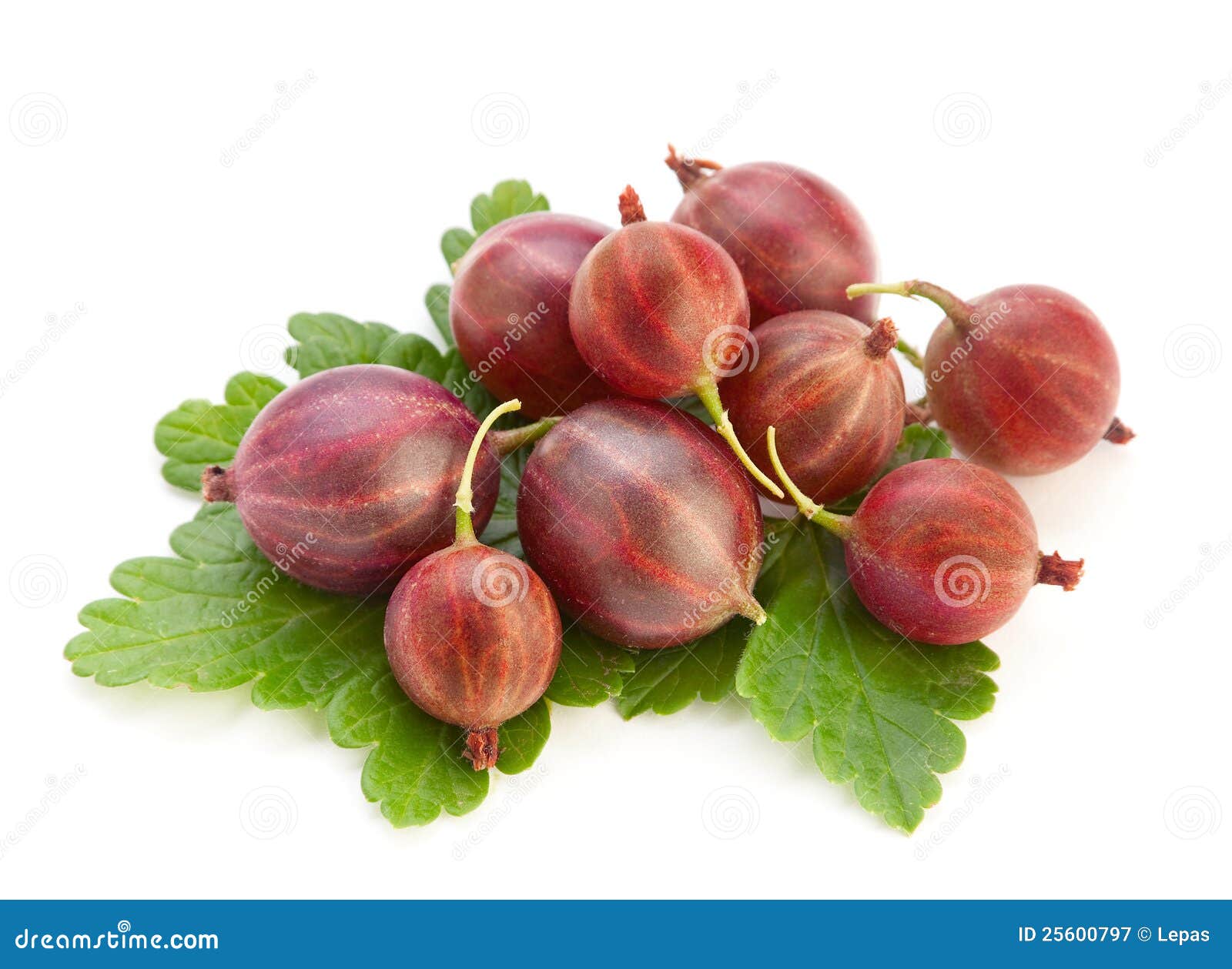 Red ripe gooseberry stock image. Image of closeup, green - 25600797