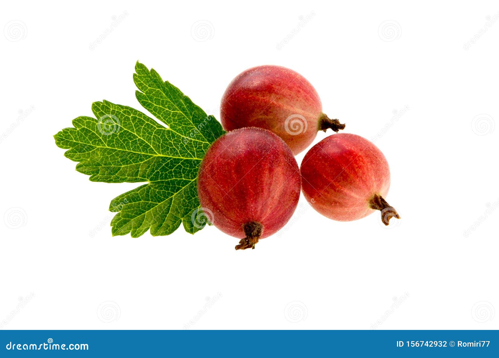 Red ripe gooseberry stock photo. Image of nutrition - 156742932