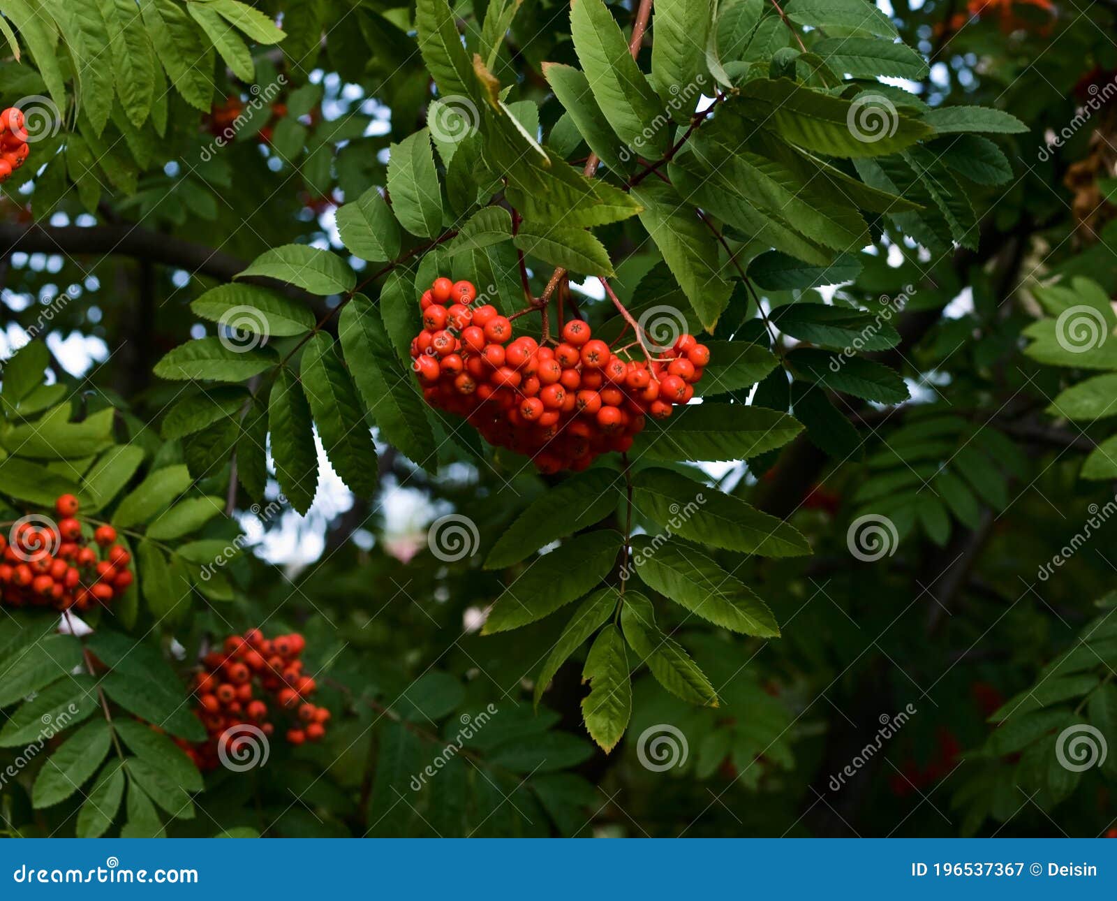 Red and Ripe Mountain Ash on Tree Stock Image - Image of ripe, mountain ...